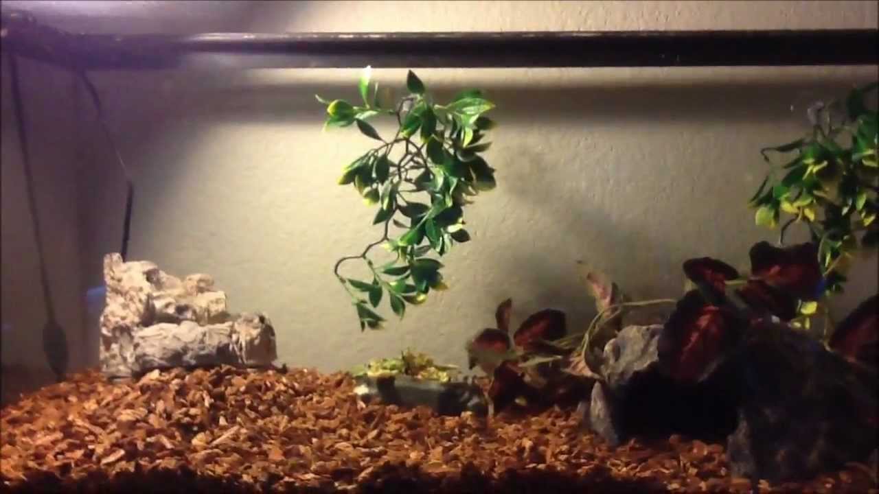 How To Clean a Greek Tortoise's Tank - YouTube