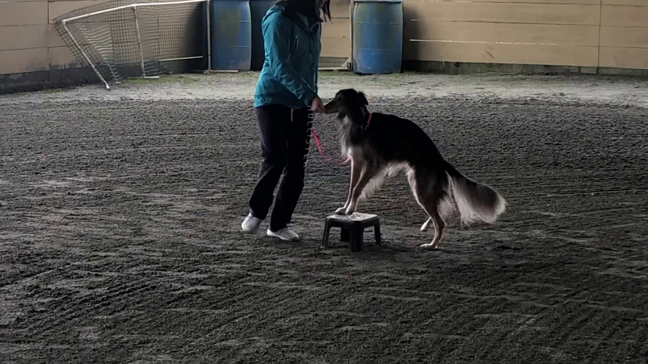 SwiftDog March 01 2020 B - YouTube