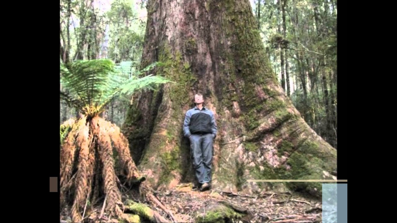 Top 10 Largest Trees In The World That You Should Know About - YouTube
