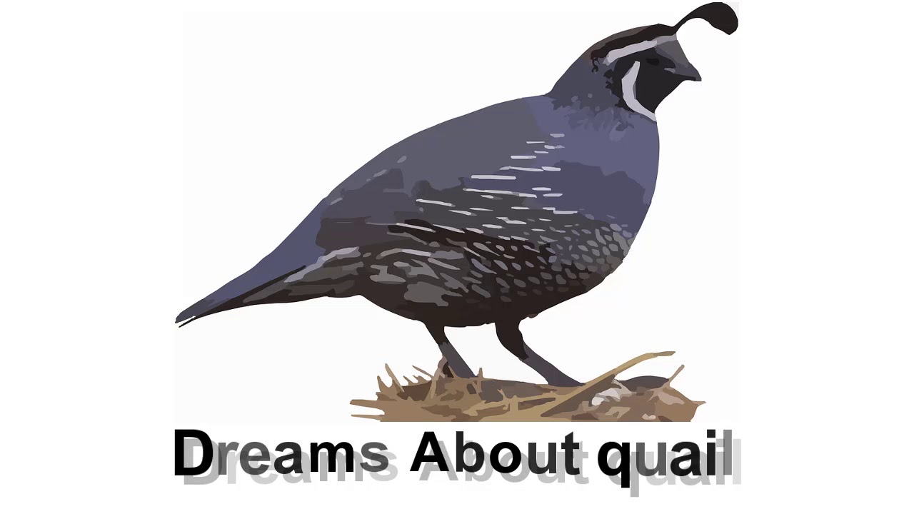 Dream about quail | Dreams Meaning and Interpretation - YouTube