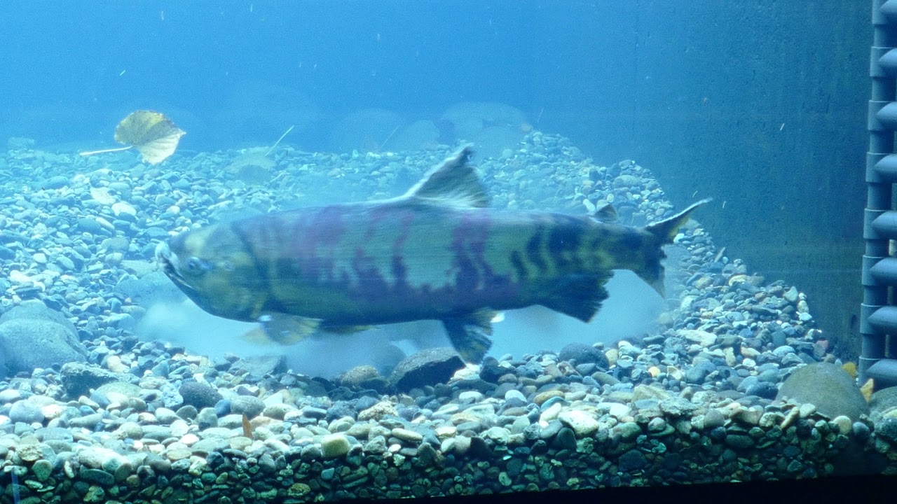 201117シロザケの産卵：標津サーモン科学館 Chum salmon spawning at Shibetsu Salmon Museum ...