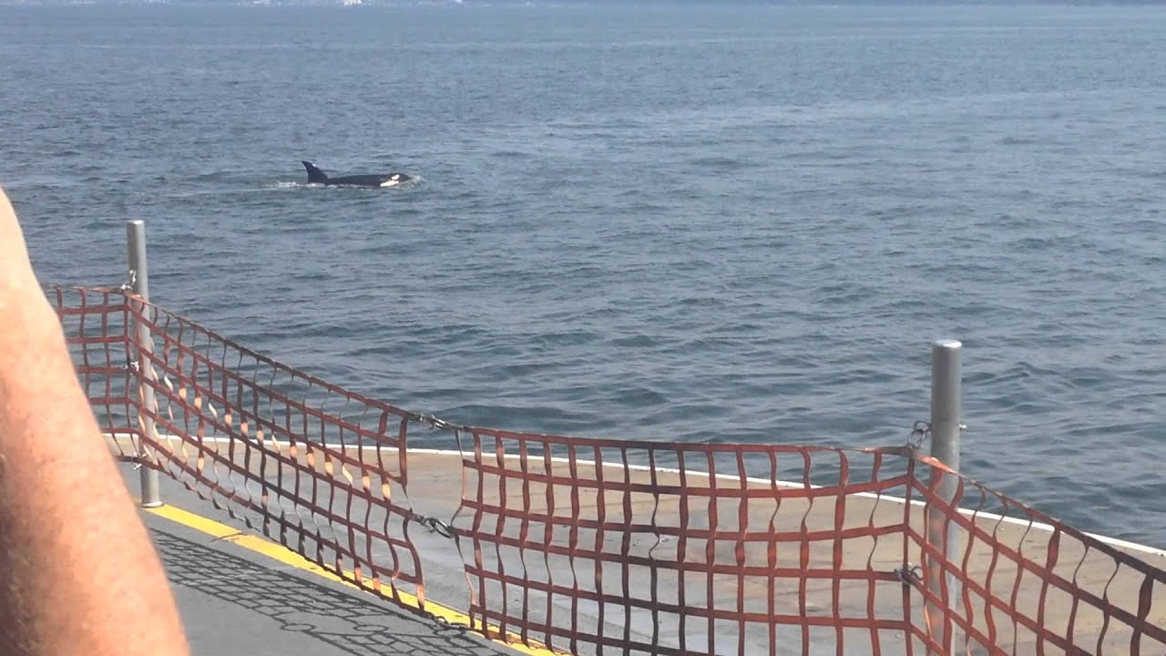 Orcas from the MV Tokitae - YouTube
