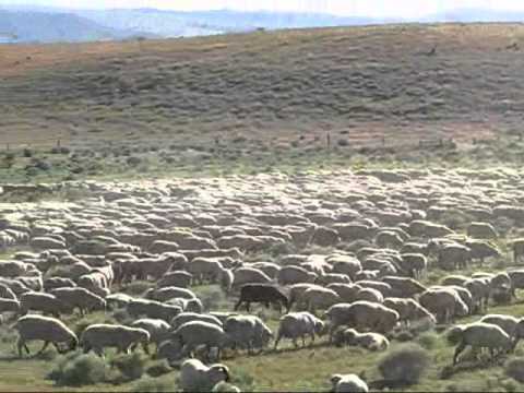 Wave of Sheep - YouTube