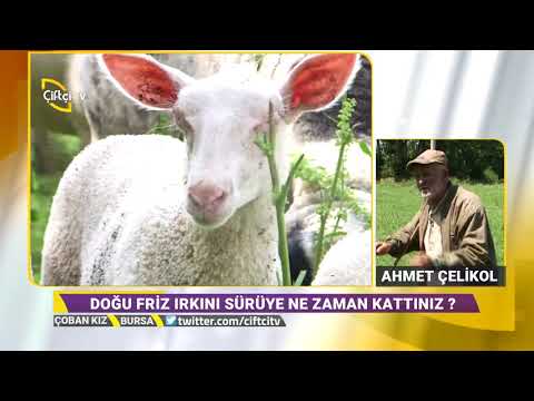 Çobanlığı Severek Yapanlar - Çoban Kız / Çiftçi TV