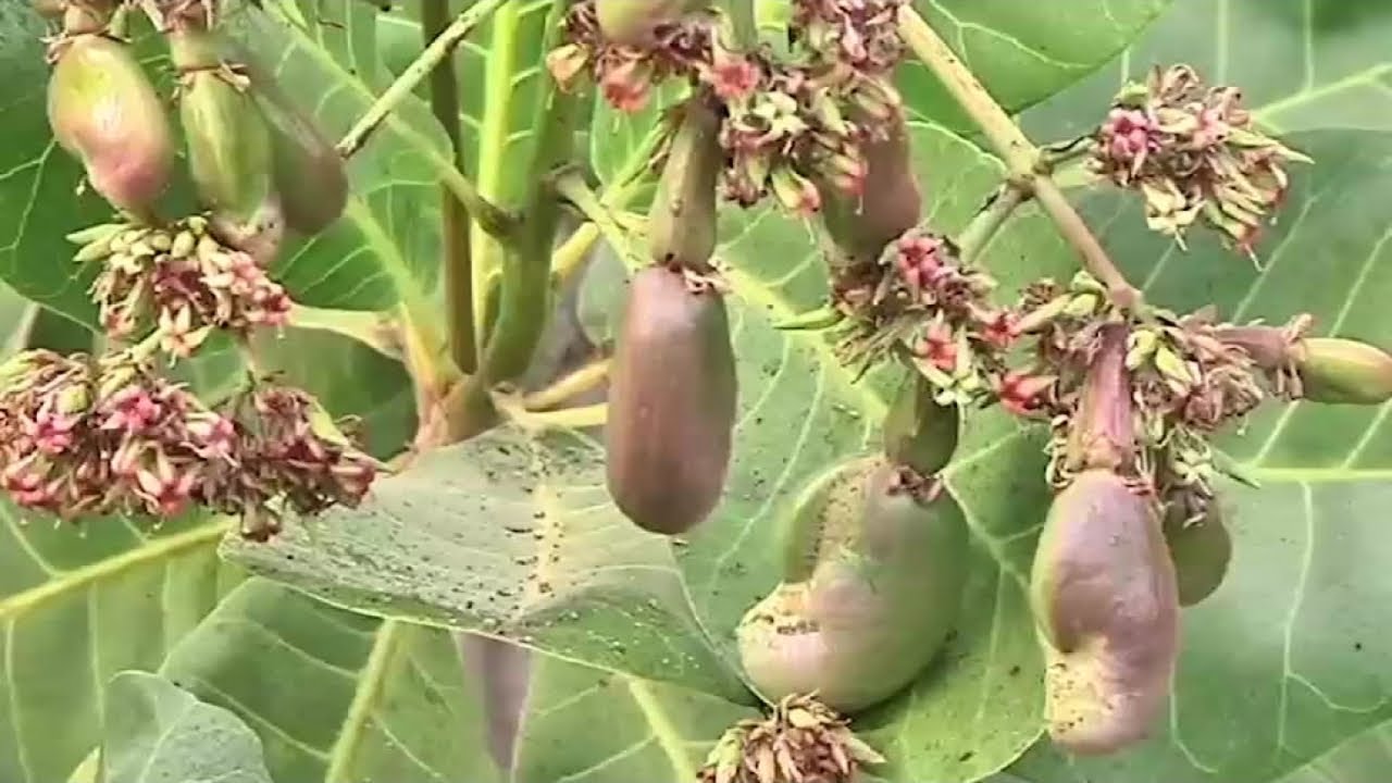 Côte d'ivoire, HAUSSE DE LA PRODUCTION D'ANACARDE - YouTube