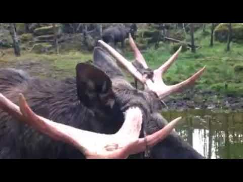 Moose getting ready for mating season - YouTube