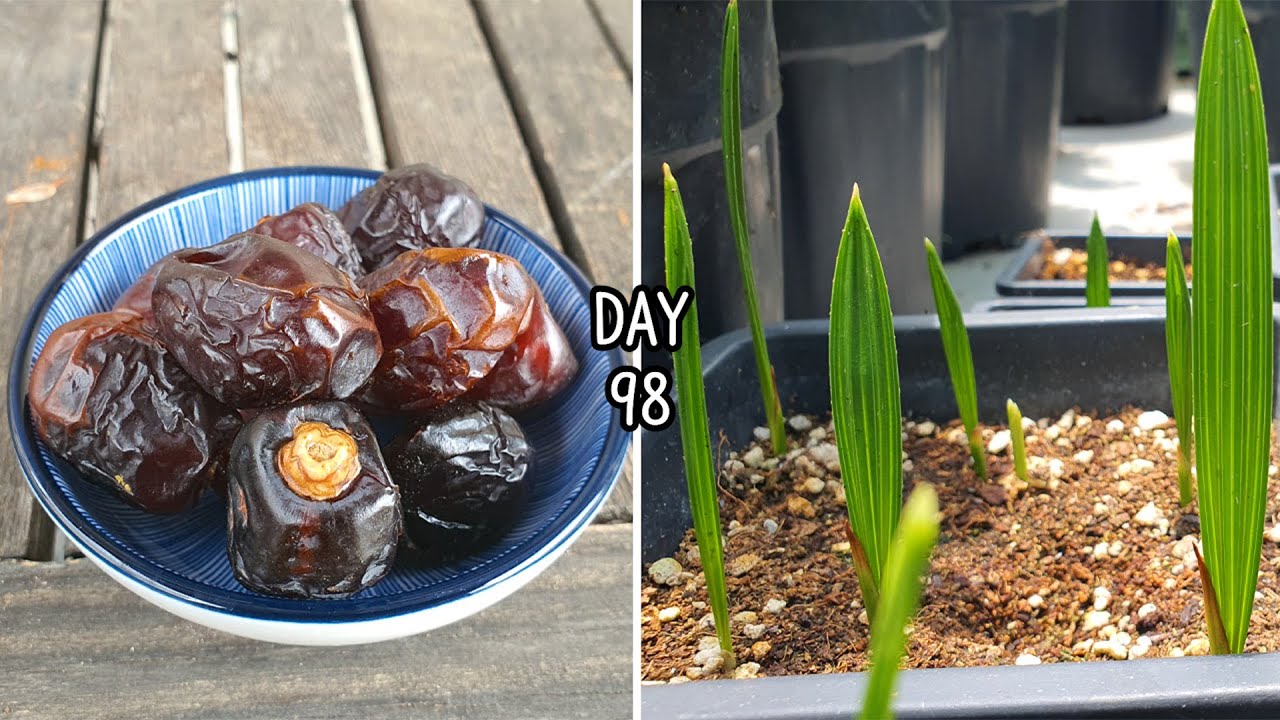 대추야자 먹고 화분에 키우기 : How to Grow Date Palm Tree from Seed | date seed ...