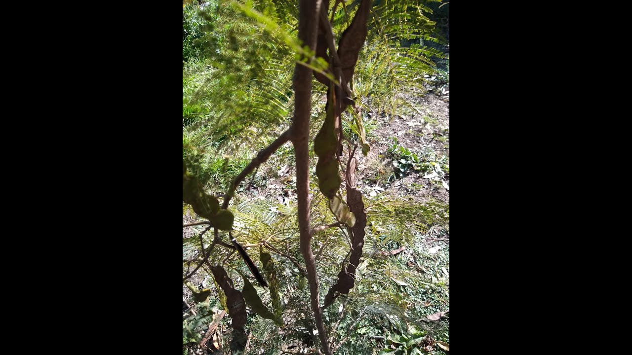 Cebil Blanco. Parapiptadenia excelsa. Frutos. - YouTube