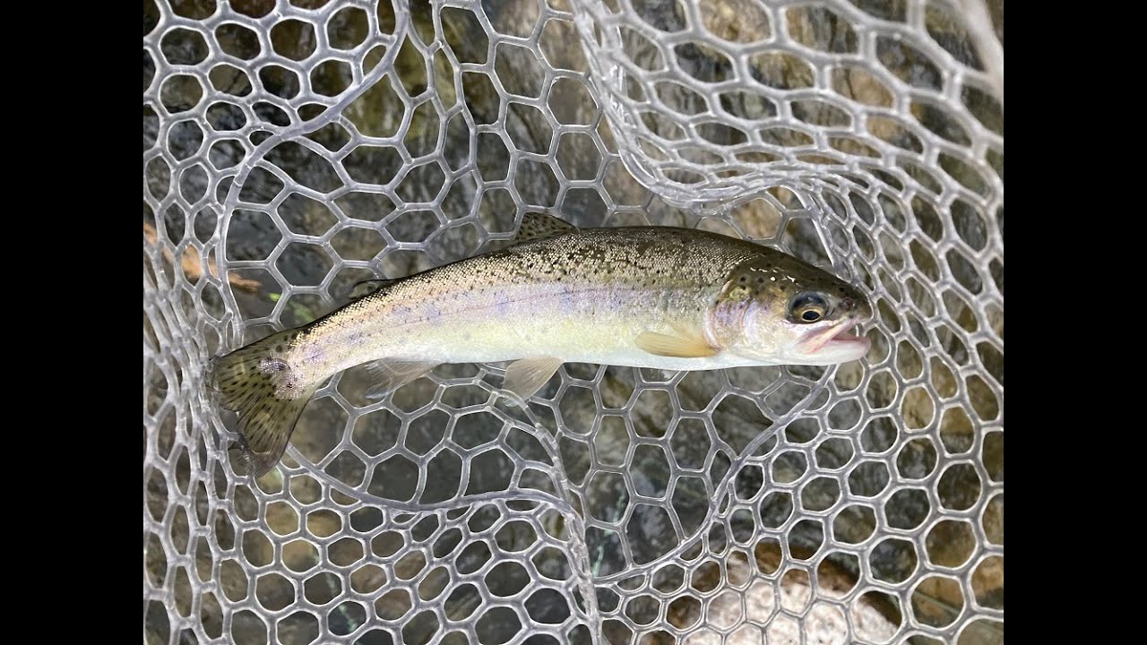 Weekend Trout Fly Fishing the Chama and Brazos River Near Chama, NM ...