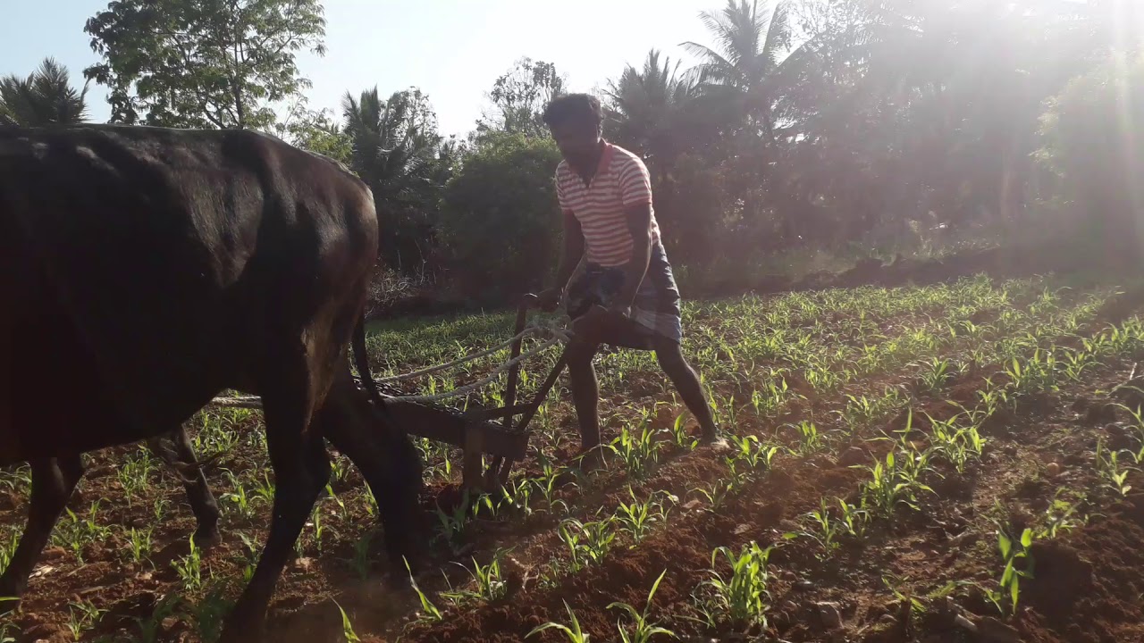 Shekar farm Cross breed bullocks ploughing - YouTube