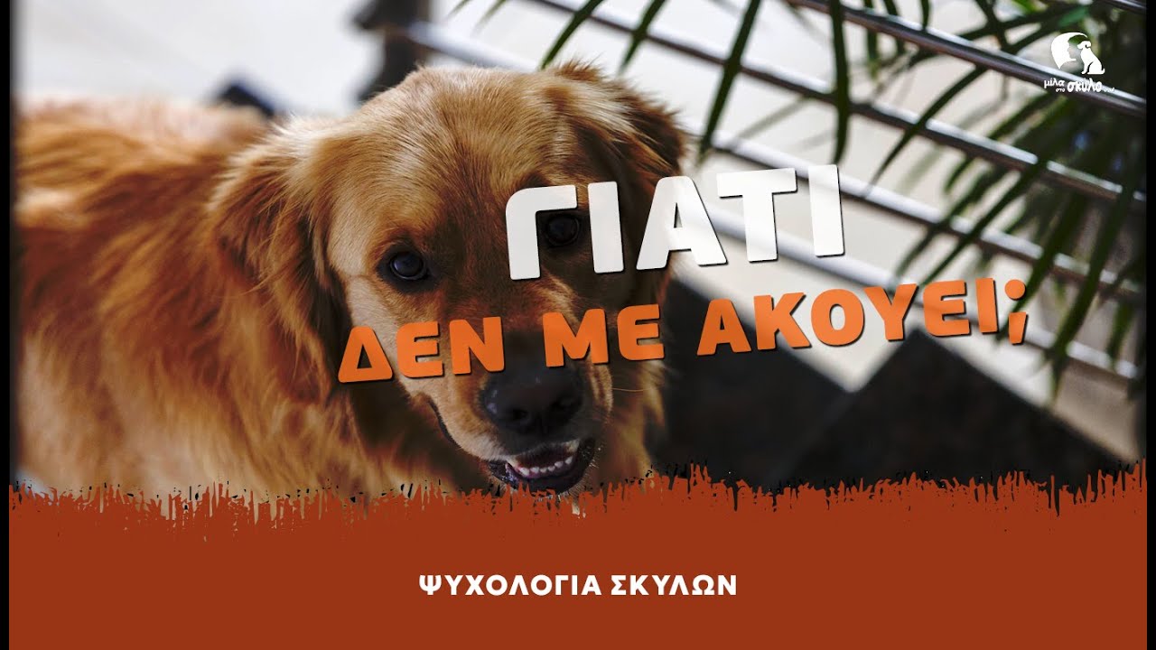 ΨΥΧΟΛΟΓΙΑ ΣΚΥΛΩΝ #6 - Γιατί ο σκύλος μου δε με ακούει πάντα; - ΜΙΛΑ ΣΤΟ ...