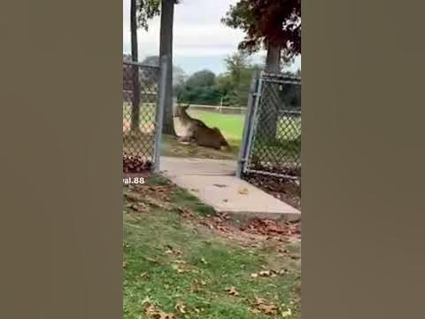 Omg deer jumps fence and breaks it legs !!!!!! - YouTube