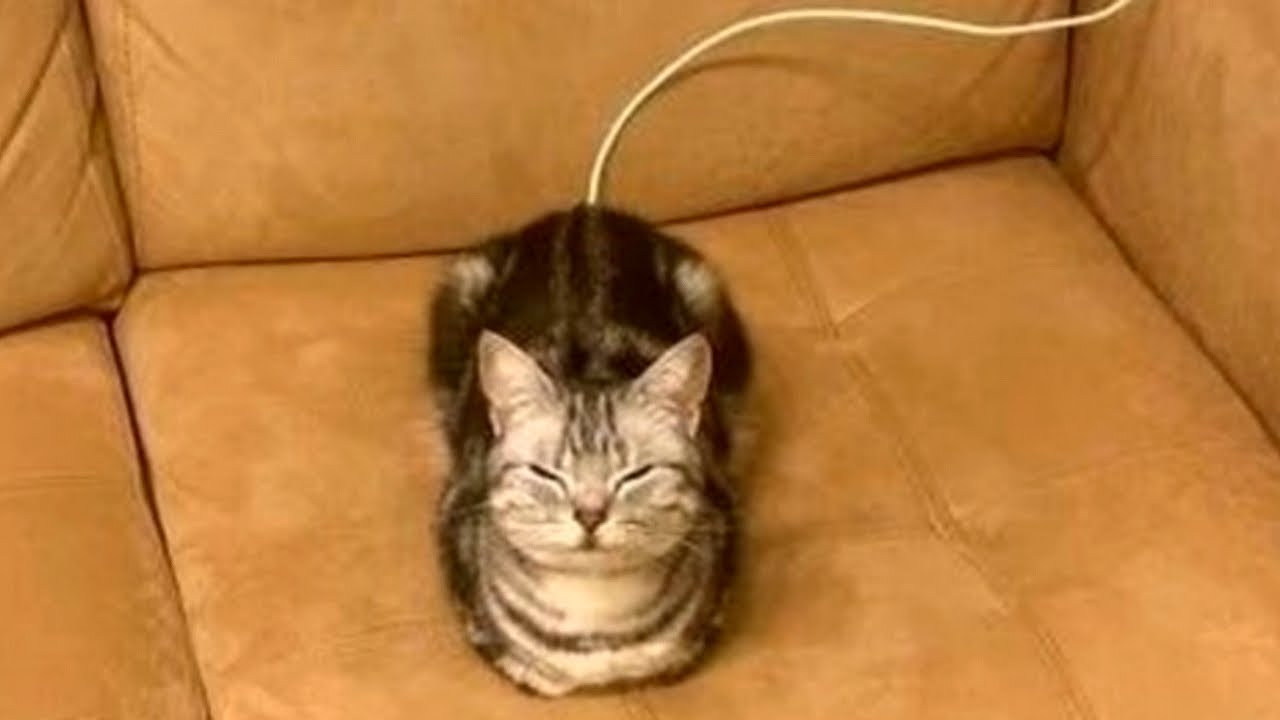 Memes that connect people - YouTube