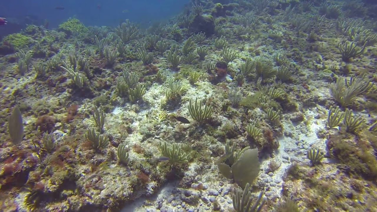 Manchones Reef, Isla Mujeres, Quintana Roo, Mexico, Part 2 - YouTube