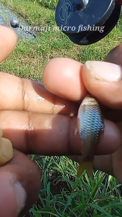 Mancing Ikan Wader Cakul di Selokan 15 detik Strike Umpan Go Potato #999 - YouTube