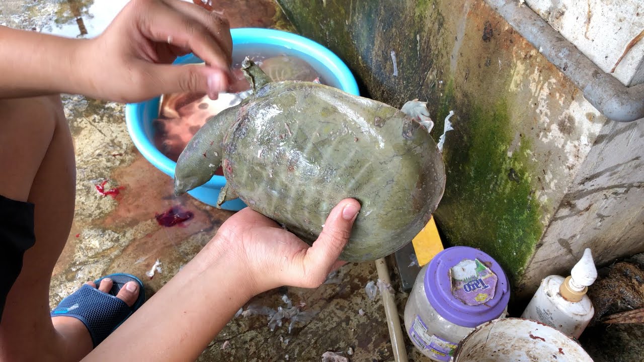 Softshell Turtle Clean and Cook in Vietnam - Vietnam street food - YouTube
