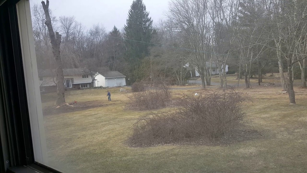 Dropping (felling? falling?) the main trunk of a large weeping willow ...