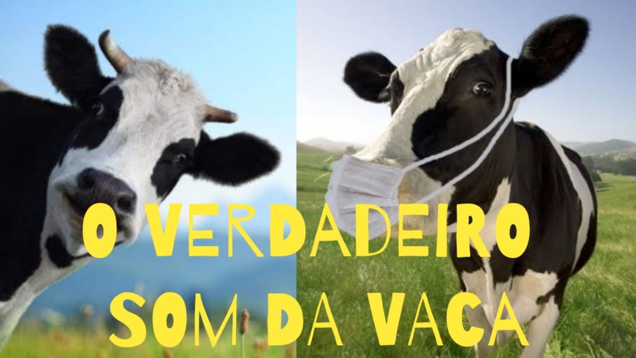 SOM DA VACA MUGINDO | som da vaca | VACA MUGINDO | SOM DE VACA | MUGIR ...