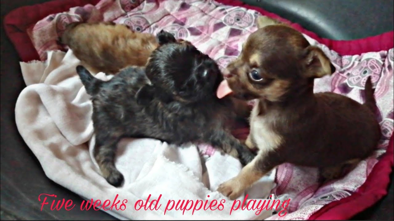Cute Puppies Five Weeks Old Playing after Feeding Part 6 - Relaxing ...