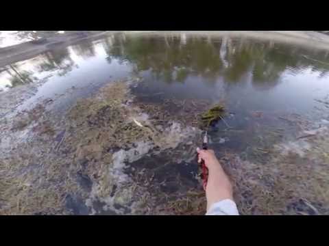 96 cm Murray Cod, Darling River