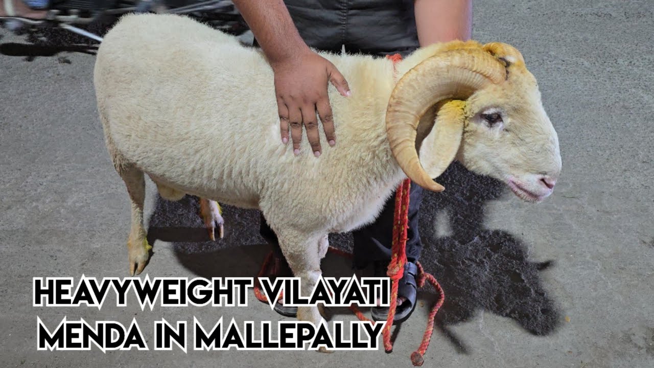 Heavyweight vilayati menda available in Mallepally | pure Pathankot ...