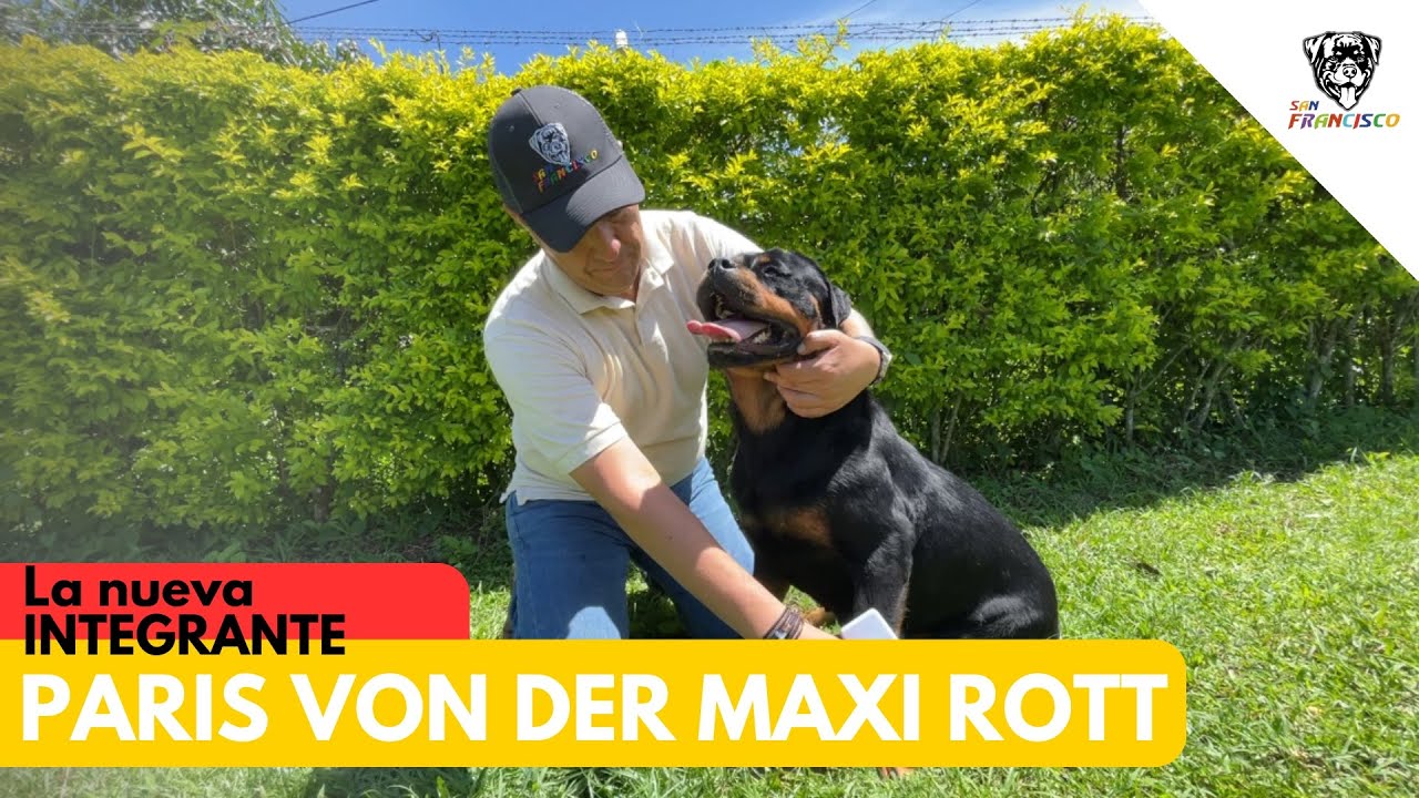 PARIS VON DER MAXI ROTT | ROTTWEILER | Criadero San Francisco. - YouTube