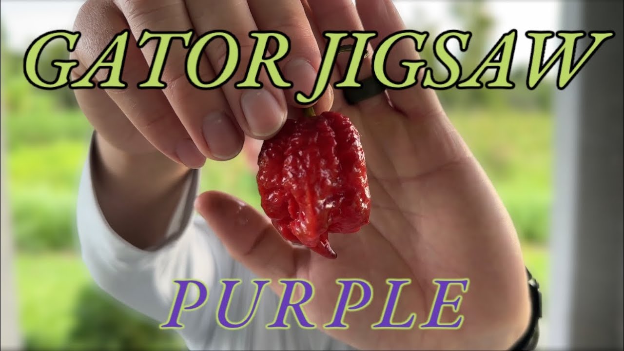 Gator Jigsaw Purple | Pepper Review - YouTube