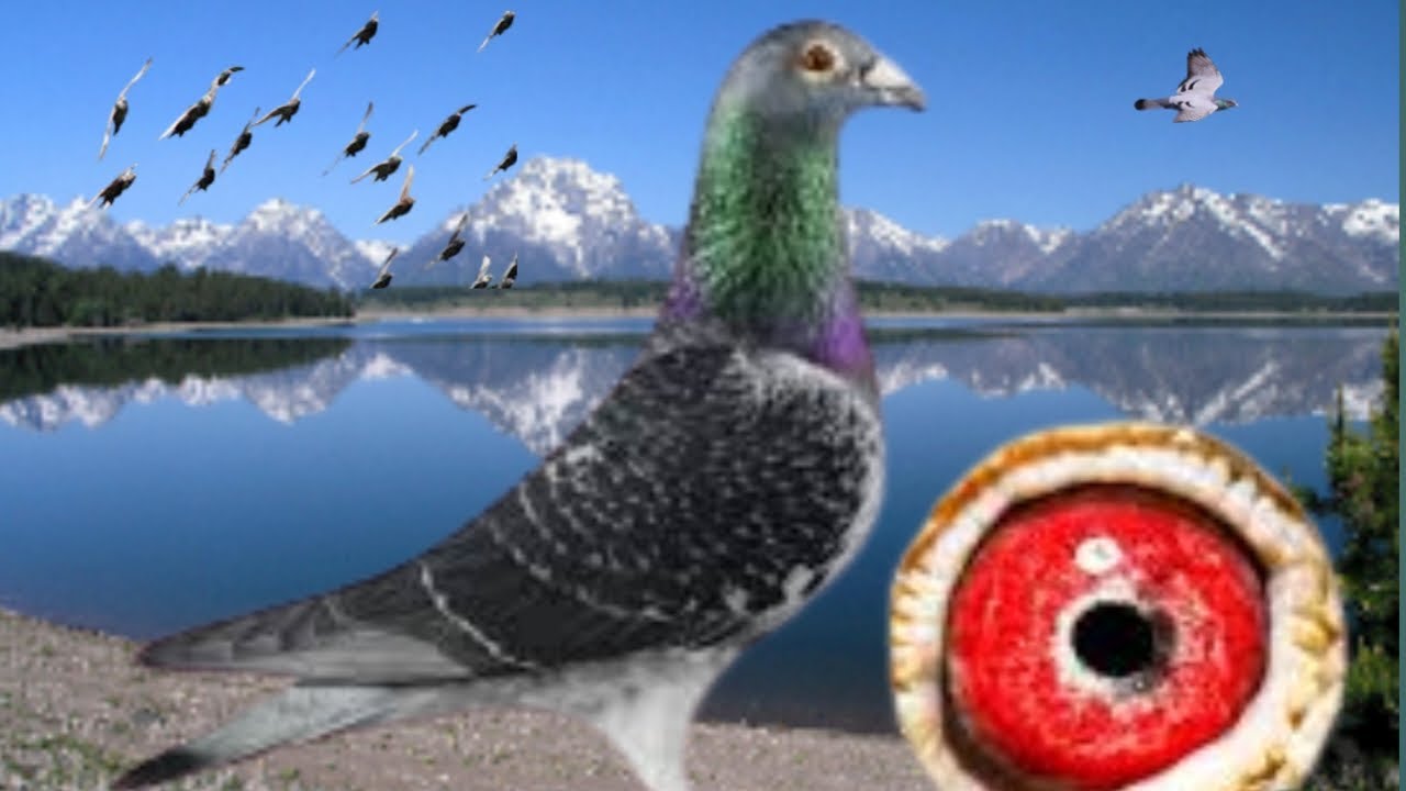 qasad kabootar || long-range high pigeon - YouTube