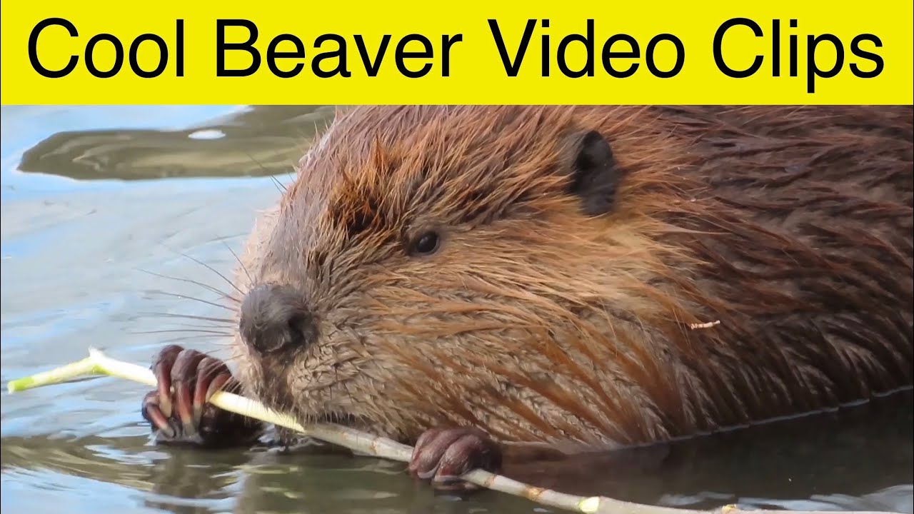 Best Beaver Video Clips From APRIL 2023 - YouTube