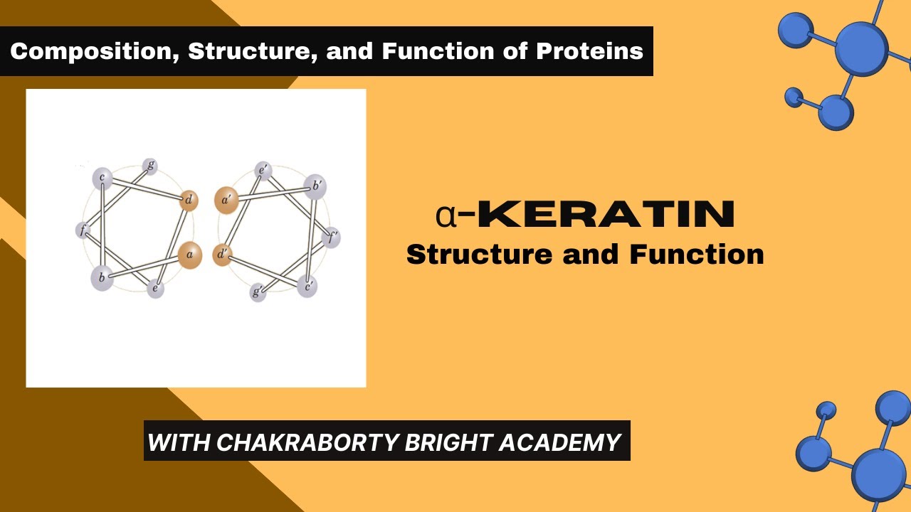 alpha- Keratin II Structure and Function - YouTube
