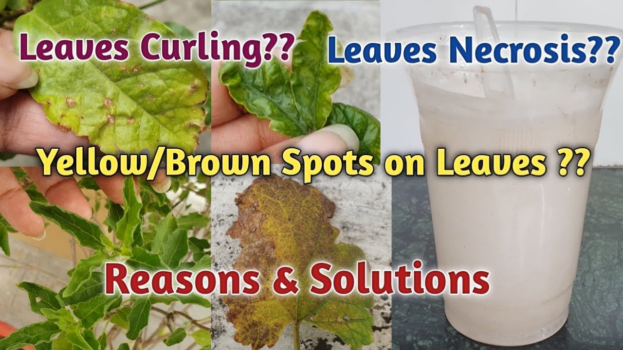 Leaves Curling:- Reasons & Treatments/How to Control Leaves Curling in ...