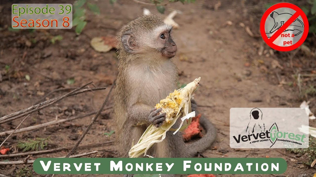 Difficult orphan monkeys to integrate with foster monkey moms Indie and ...