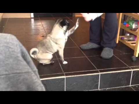 Pug trick ( high five) - YouTube