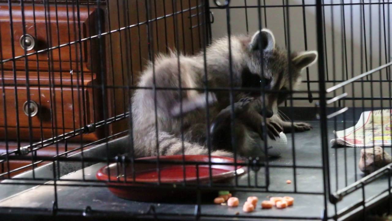 Baby Raccoon plays with golf ball - YouTube