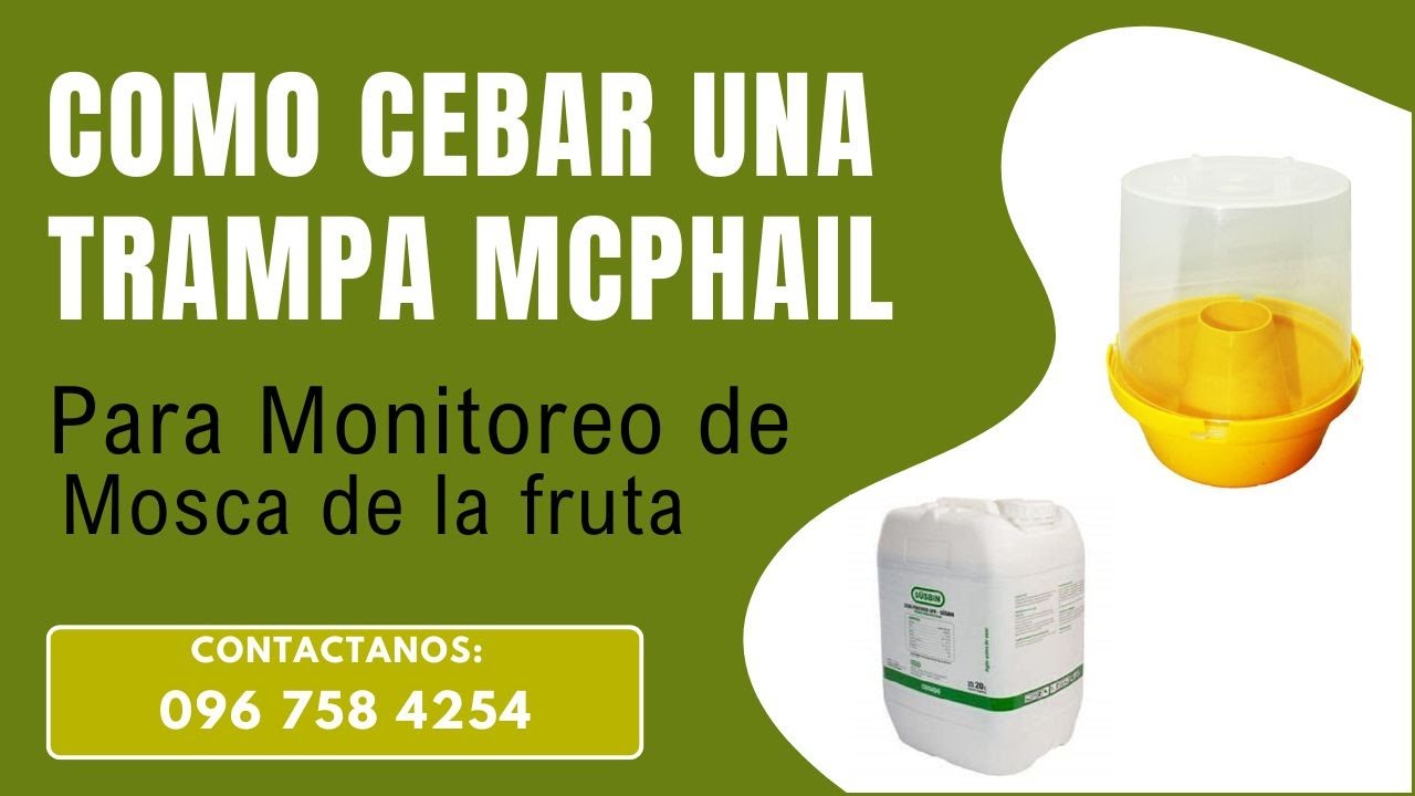 Como cebar la Trampa Mcphail para Monitoreo de Mosca de la Fruta - YouTube