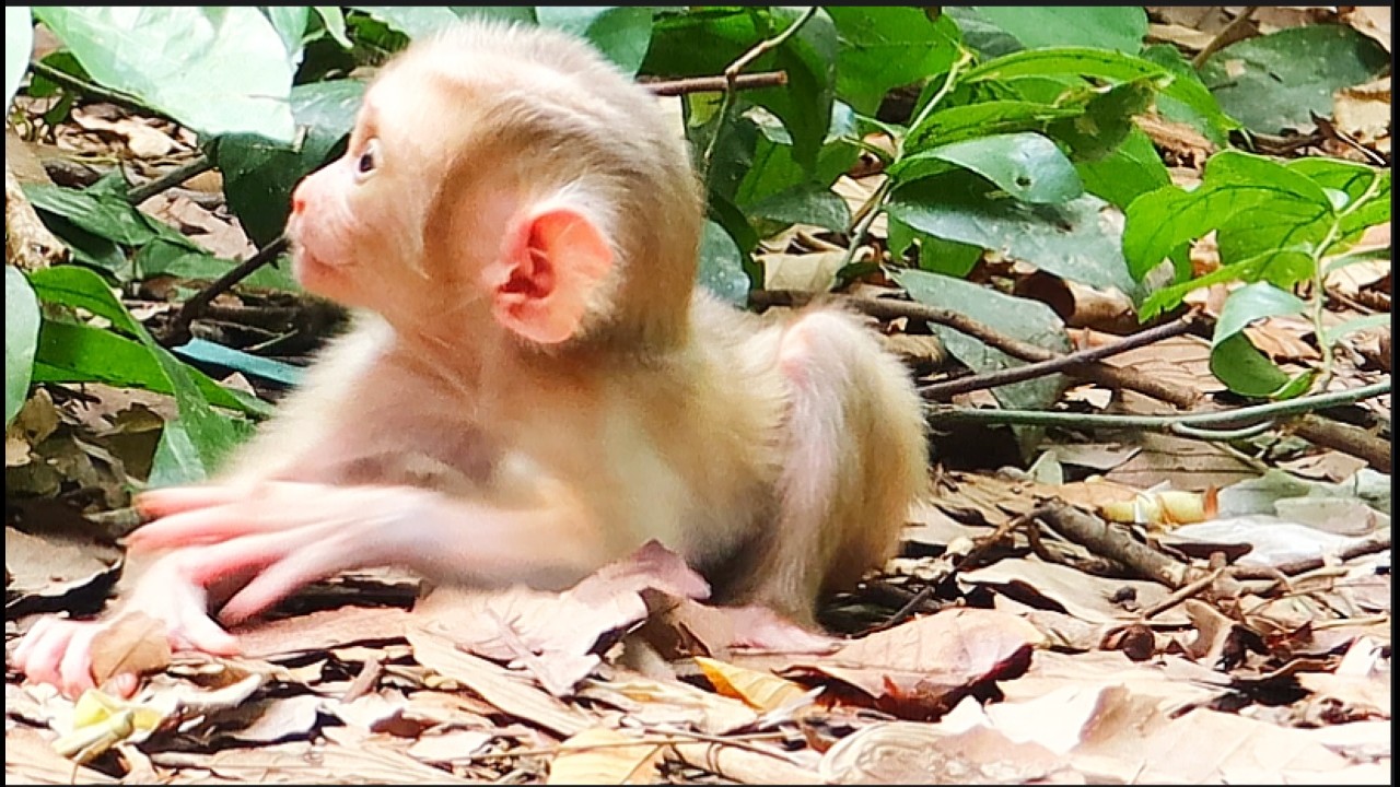 Adorable baby Luno wake up see sister Lucie while Luna go way - YouTube