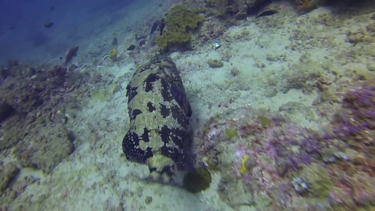 Diving in Kenya(Sharks Point,Mombasa) - YouTube