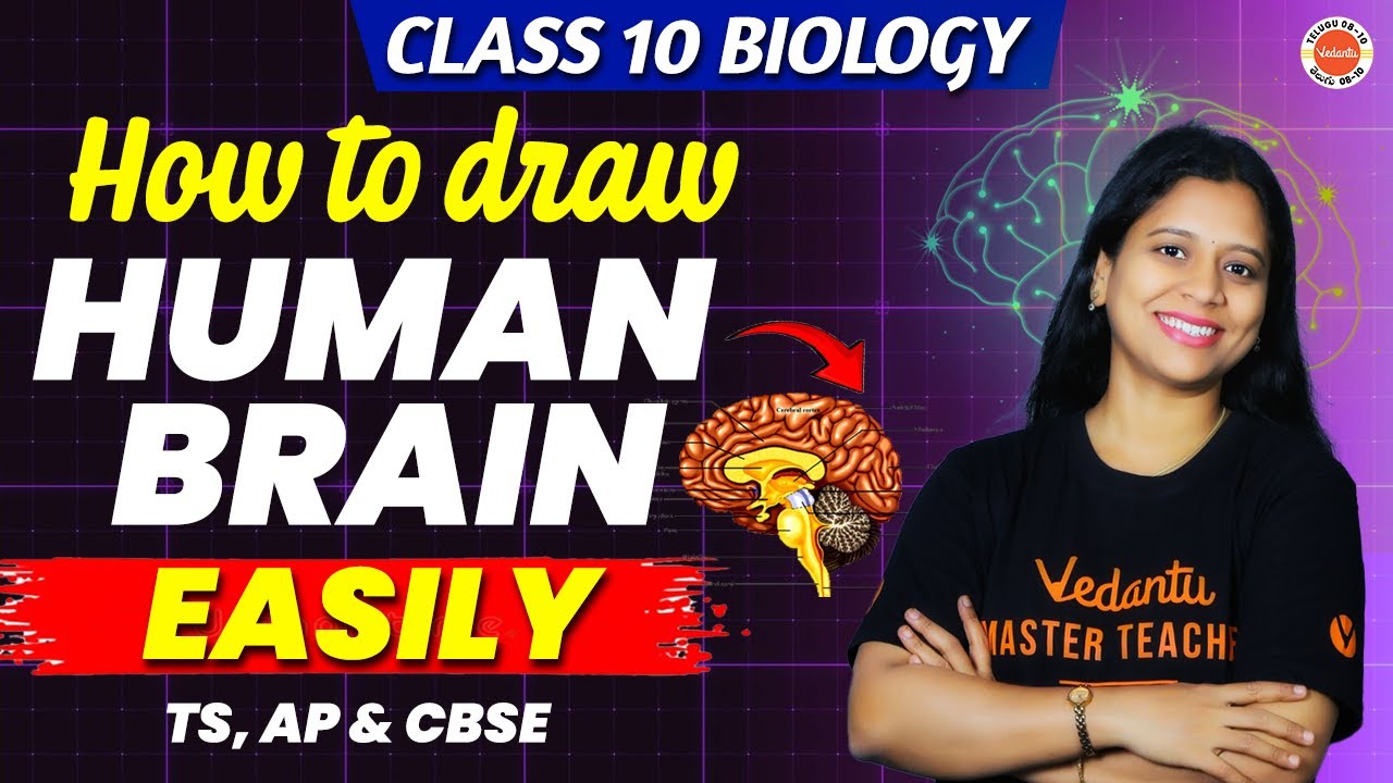 How to draw HUMAN BRAIN easily | Class 10 Biology TS, AP & CBSE ...