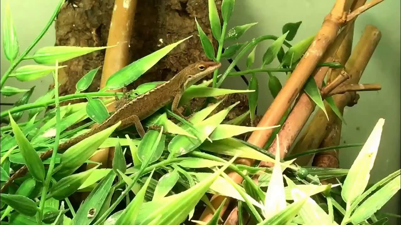 Groene anolissen (Anolis Carolinensis) bij Welle Diertotaal - YouTube