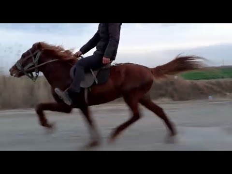 Berdeli Ceyhun.Qızılxan adlı atı