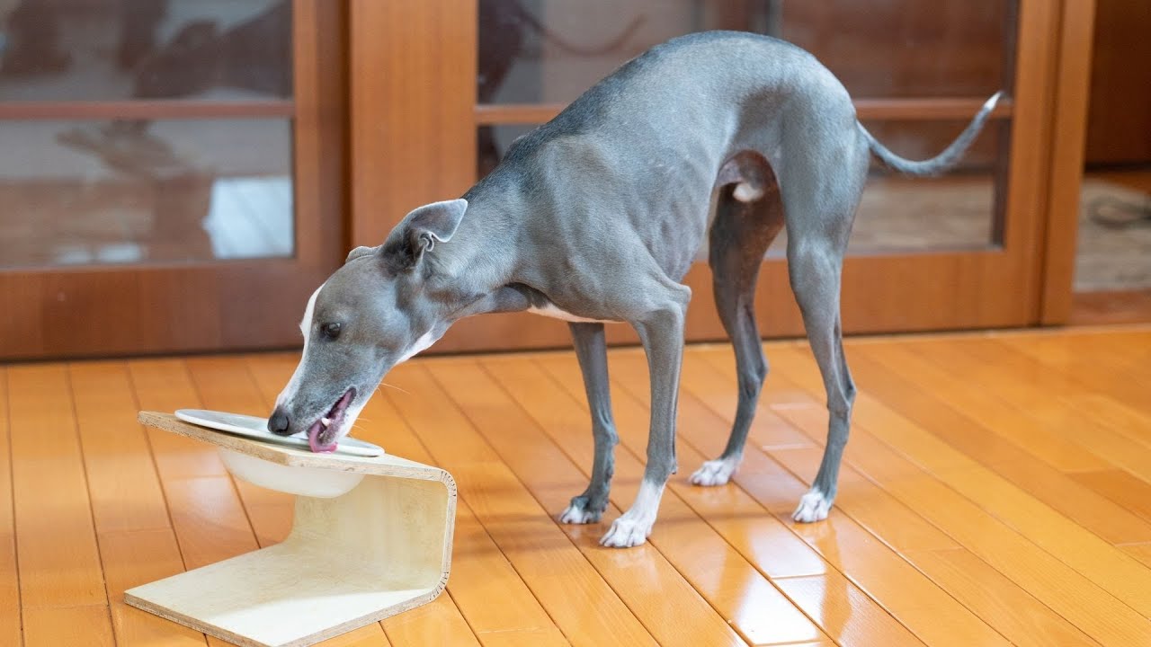 Italian Greyhound Nose Work Championships: Canine Intelligence ...