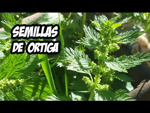 Como obtener Semillas de Ortiga | Semillas Orgánicas - YouTube