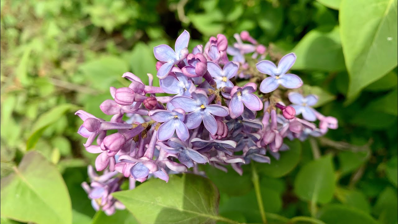 Lilaki, majowe kwitnące bzy / Common lilacs / Syringa vulgaris - YouTube