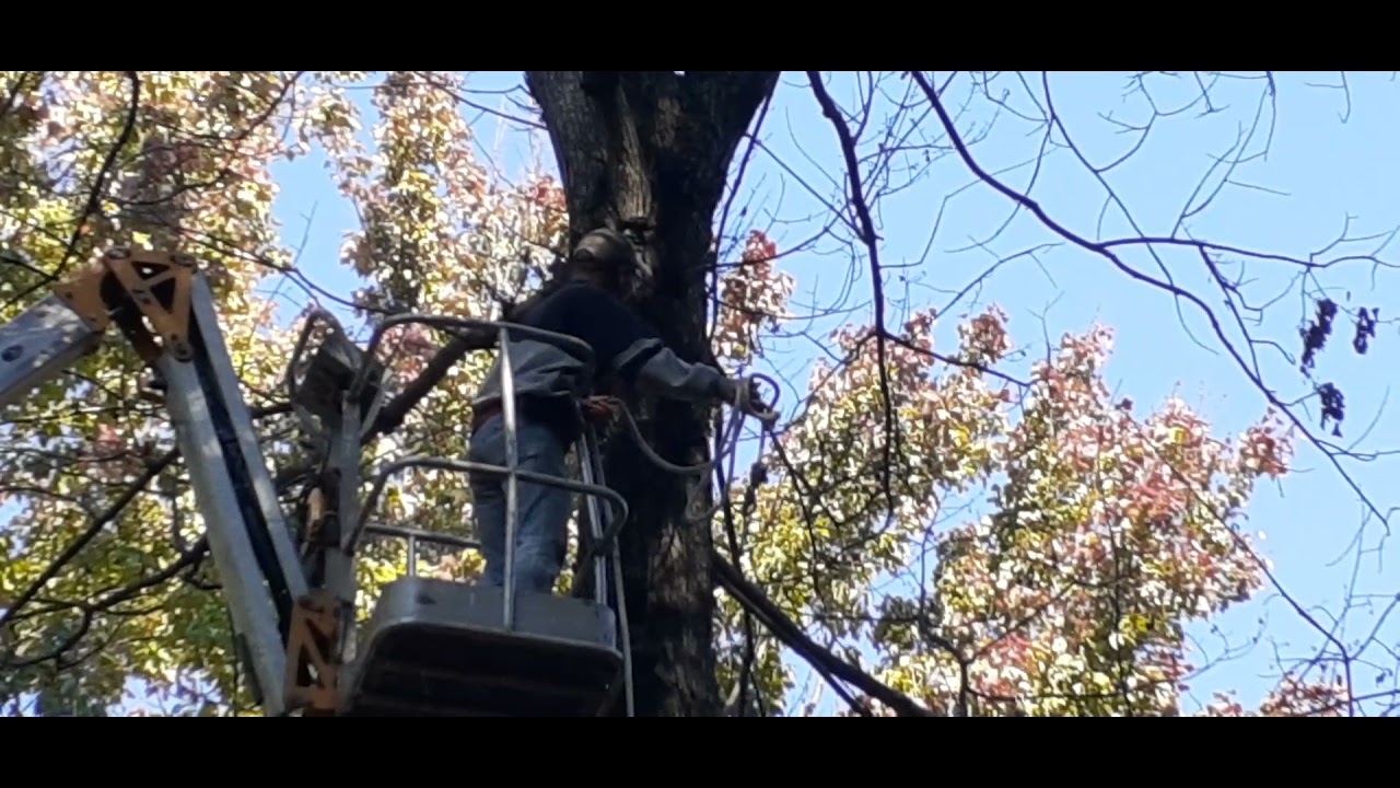 roping a tree - YouTube