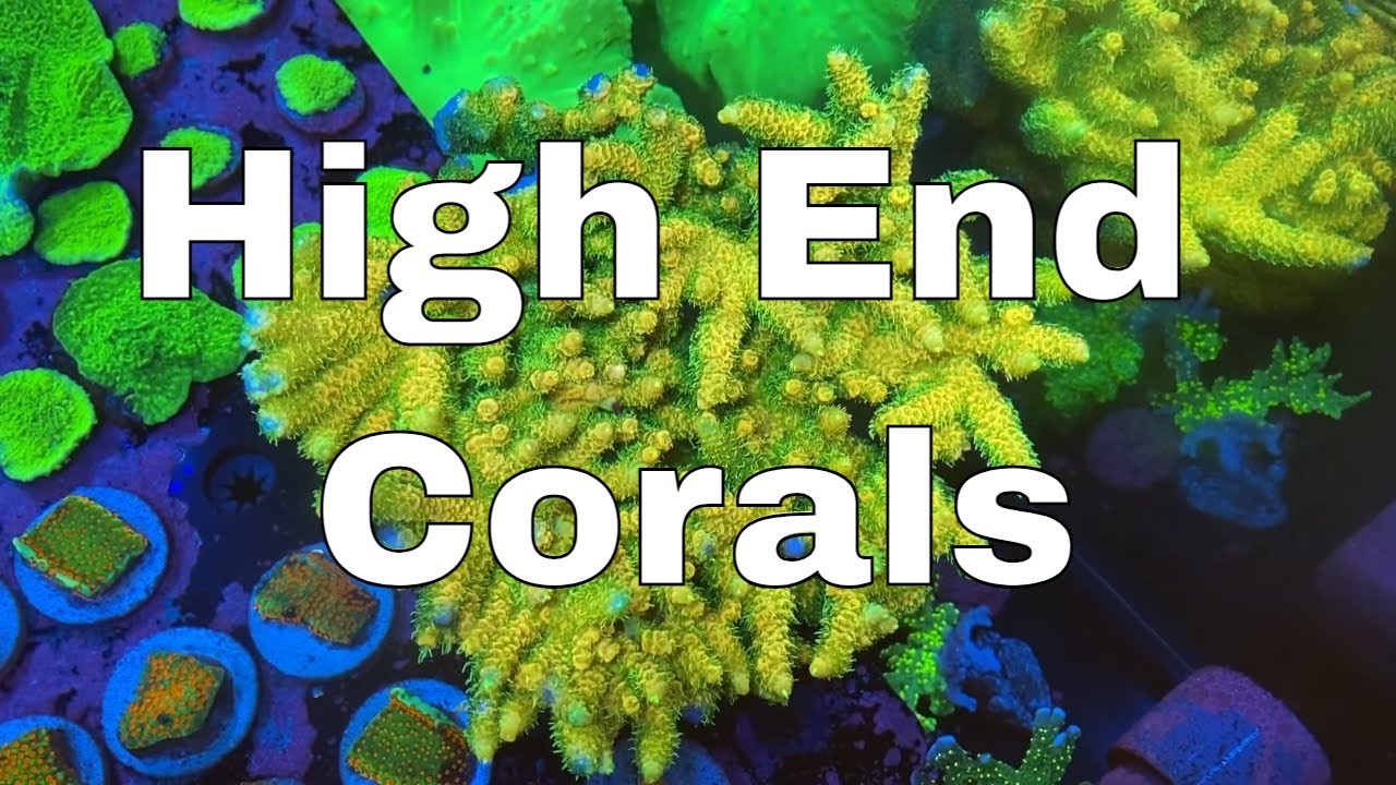 Tank Breakdown - High End Corals and New Fish - YouTube