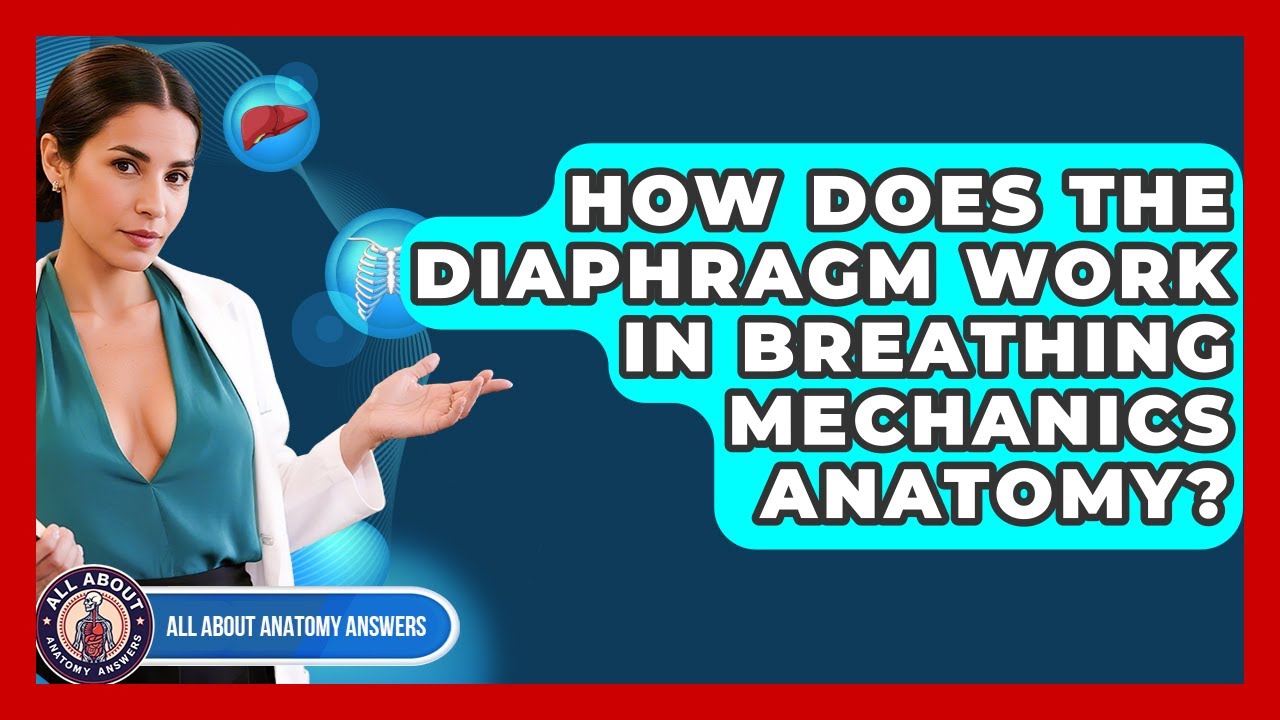 How Does The Diaphragm Work In Breathing Mechanics Anatomy? - All About ...