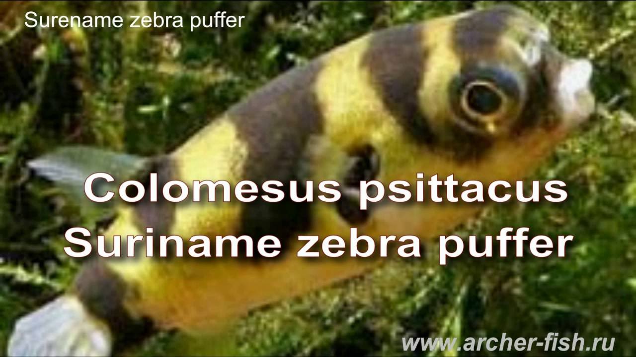 Colomesus psittacus - YouTube