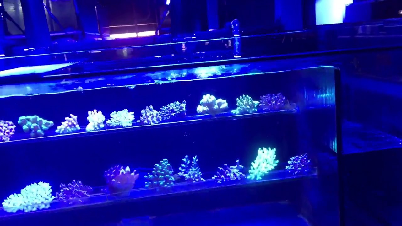 Low light corals - YouTube