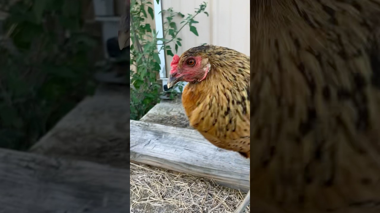 Three fluffybutt hens #chickensofyoutube #backyardchickens - YouTube