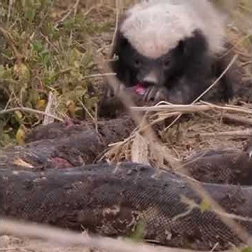 Ruthless honey badger eating a python alive - YouTube